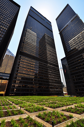 TD Bank Living Roof – H.H. Angus and Associates Ltd.