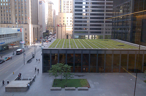 TD Bank Living Roof – H.H. Angus and Associates Ltd.